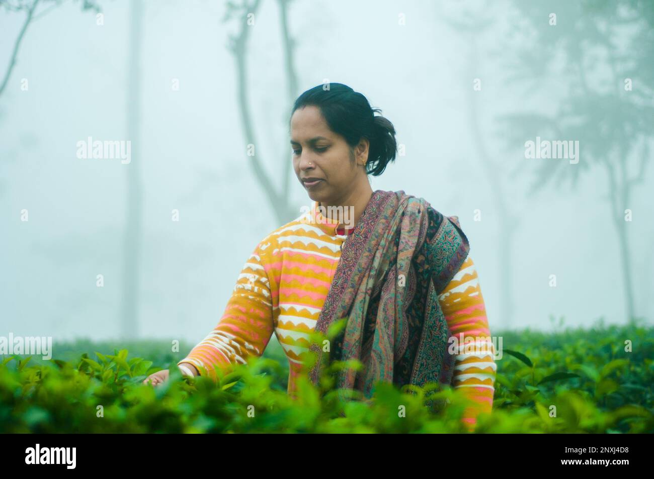 Picture of Bangladeshi woman and girl in a tea garden in Sylhet ...