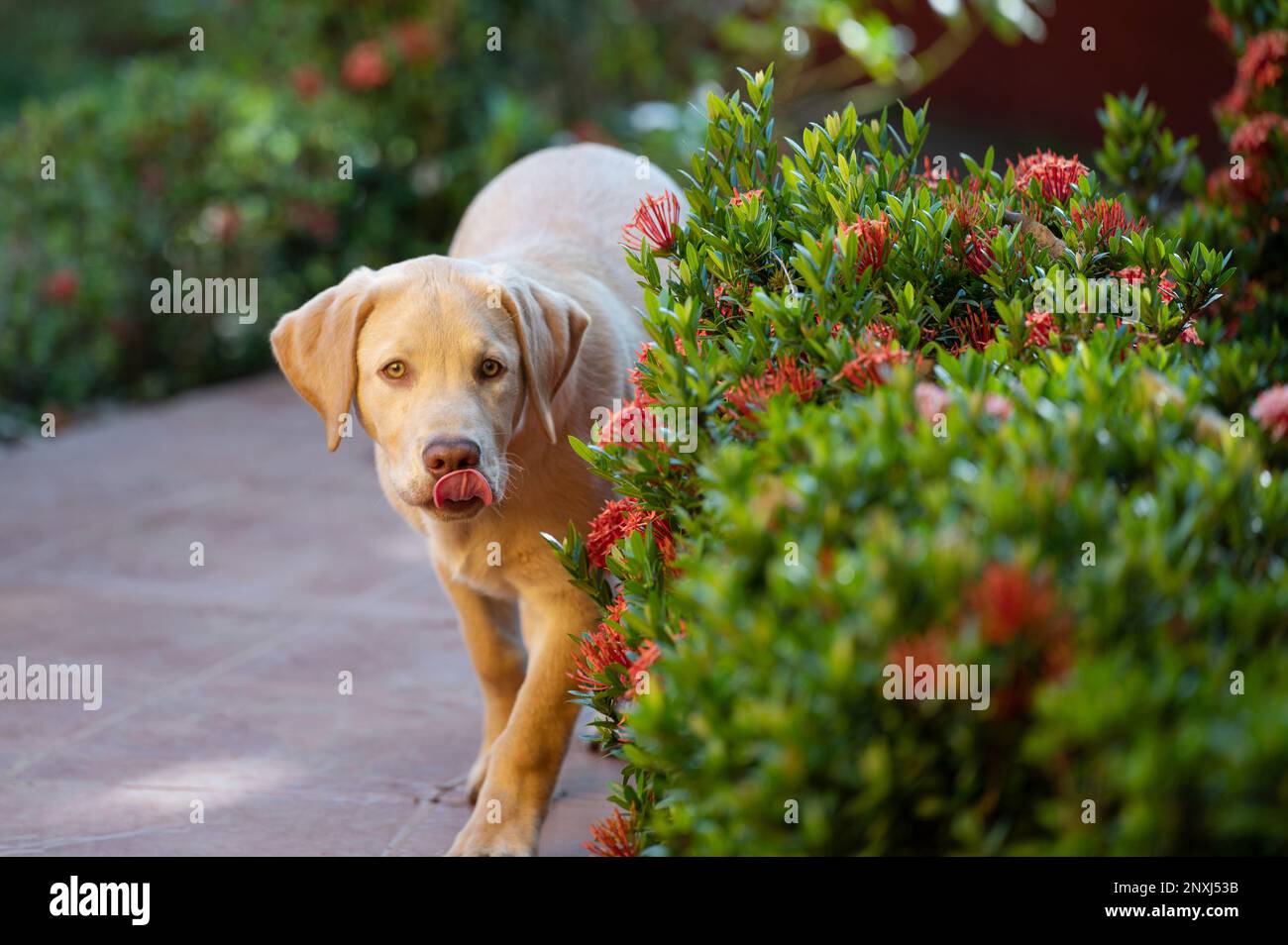 Playful labrador dog in garden on blurred green background Stock Photo ...