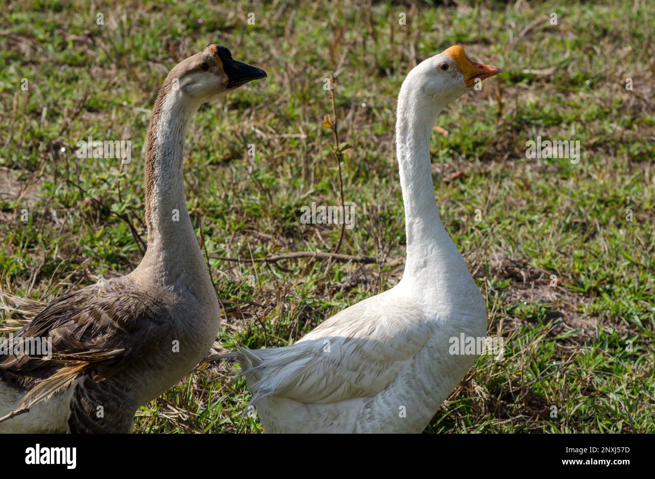 couple of geese walking side by side Stock Photo - Alamy