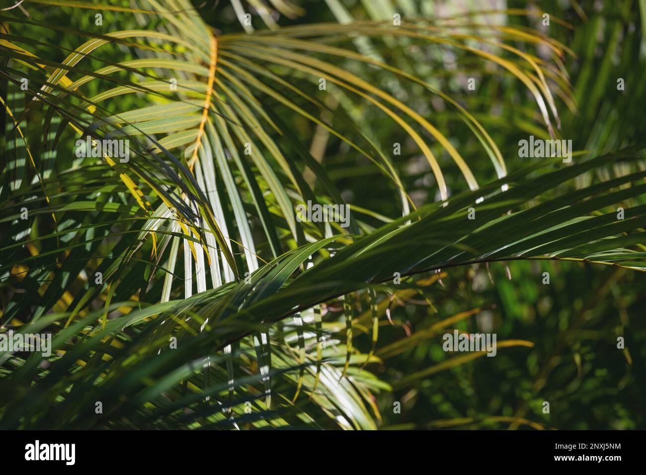 Green flora background. Exotic plants in tropical climate Stock Photo ...