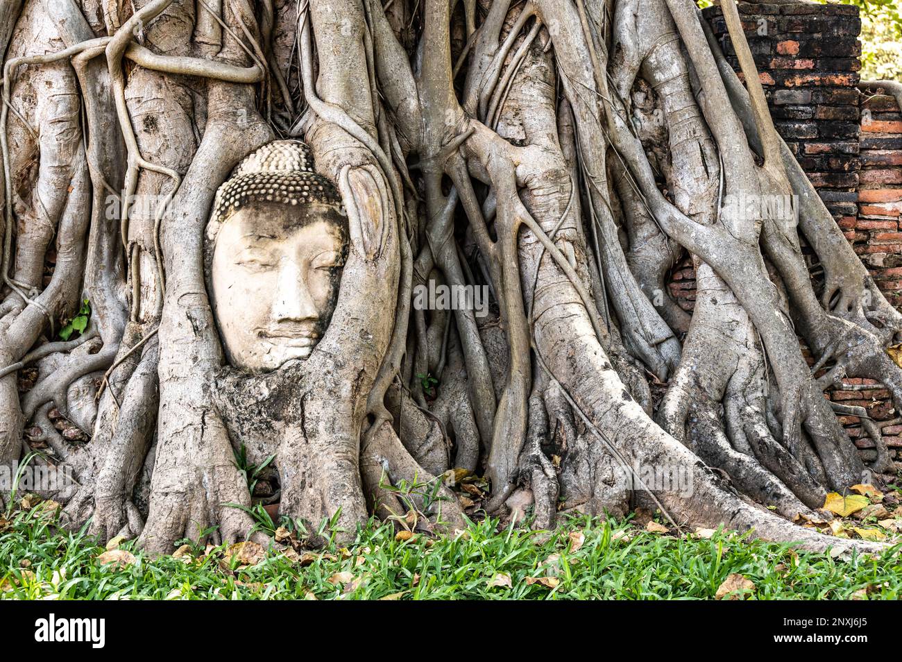 The head of Buddha ingrowing in tree at Ayutthaya ruins of temple of ...