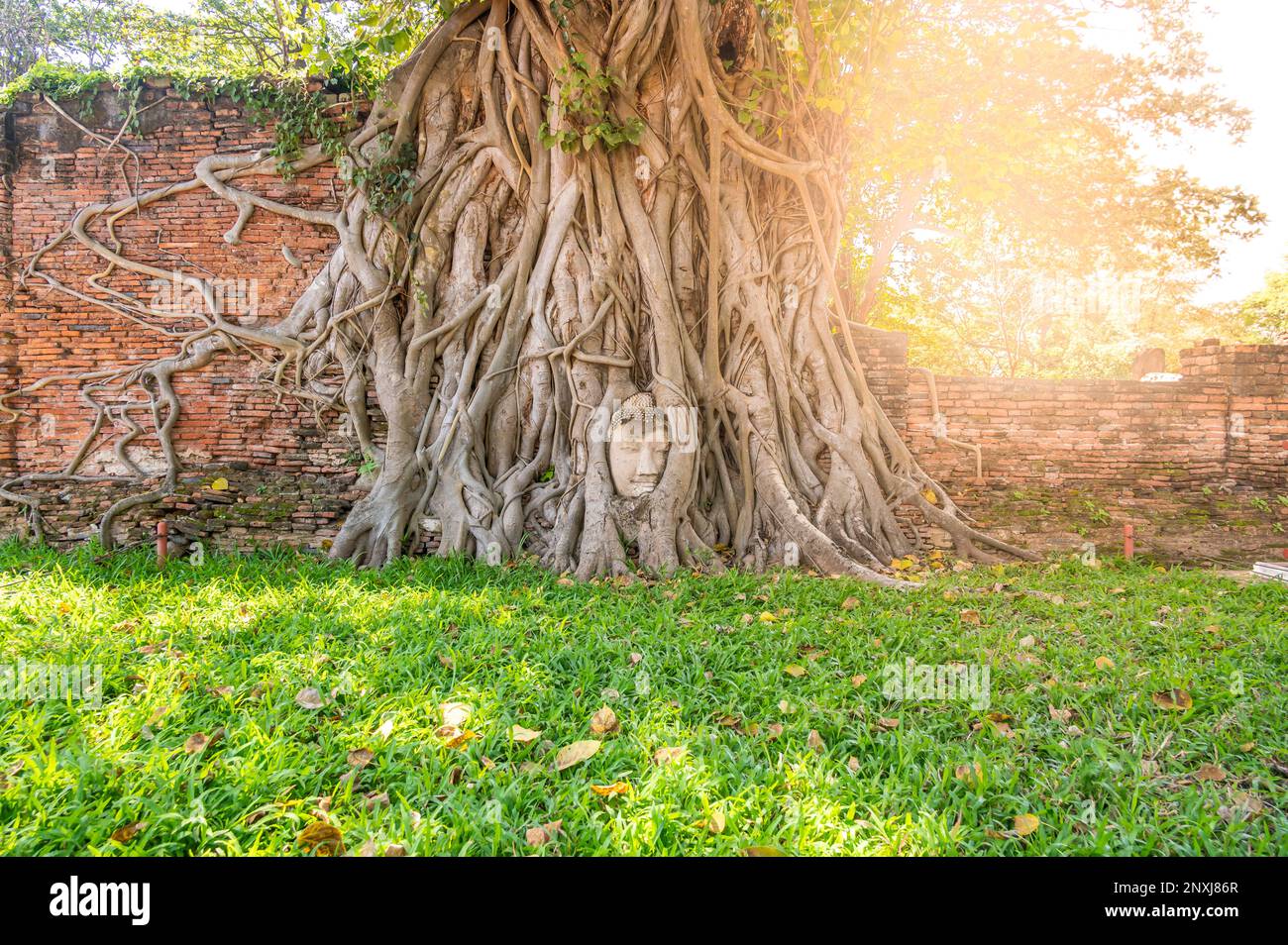 The head of Buddha ingrowing in tree at Ayutthaya ruins of temple of ...