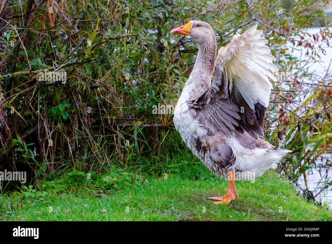 Waterfowl genus Anser grey geese Stock Photo - Alamy
