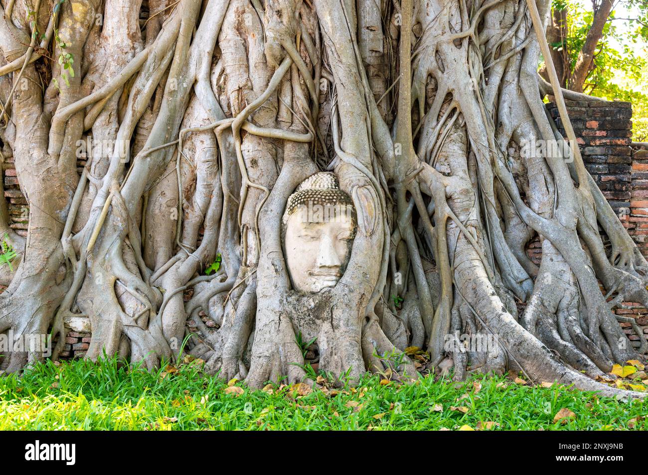 The head of Buddha ingrowing in tree at Ayutthaya ruins of temple of ...
