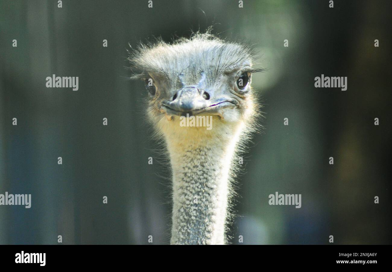 Bangladesh national bird hi-res stock photography and images - Alamy