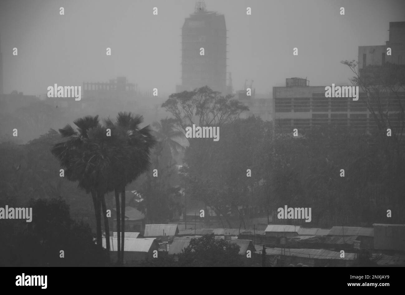 Tree in field birds Black and White Stock Photos & Images - Alamy