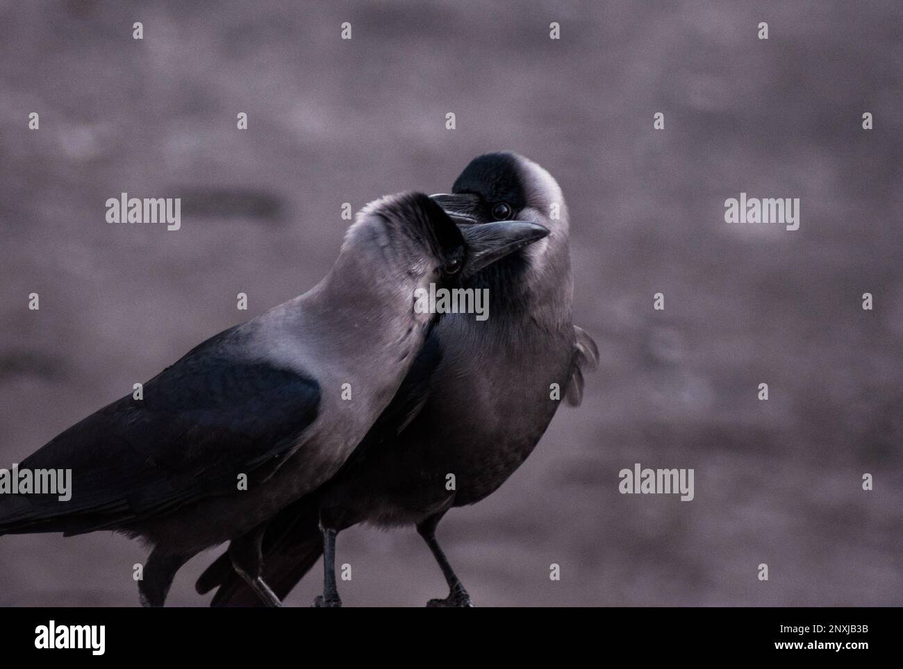 Natural picture of Dhaka city in Bangladesh. Some birds picture in a ...