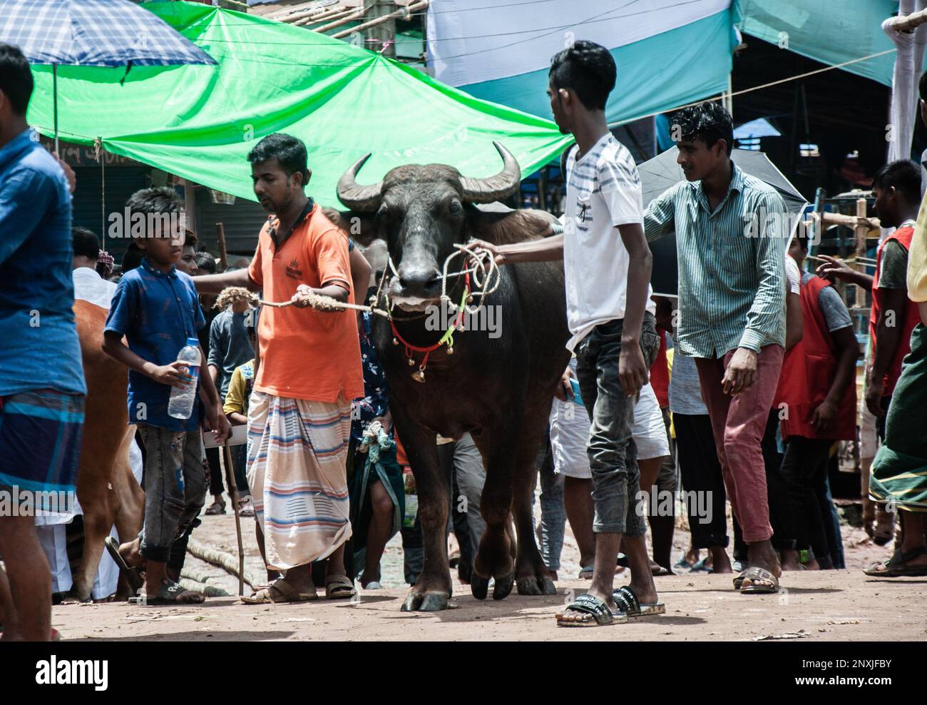 Cow market for Eid Ul Fitre muslim festival in Dhaka, Bangladesh Stock ...