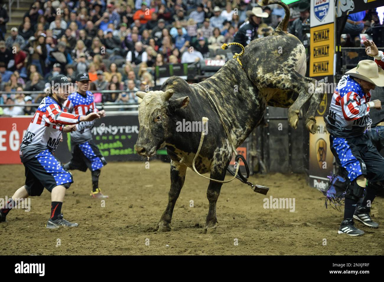 February 10, 2018 - Kansas City, Missouri, U.S - The bull Calico Kickin ...