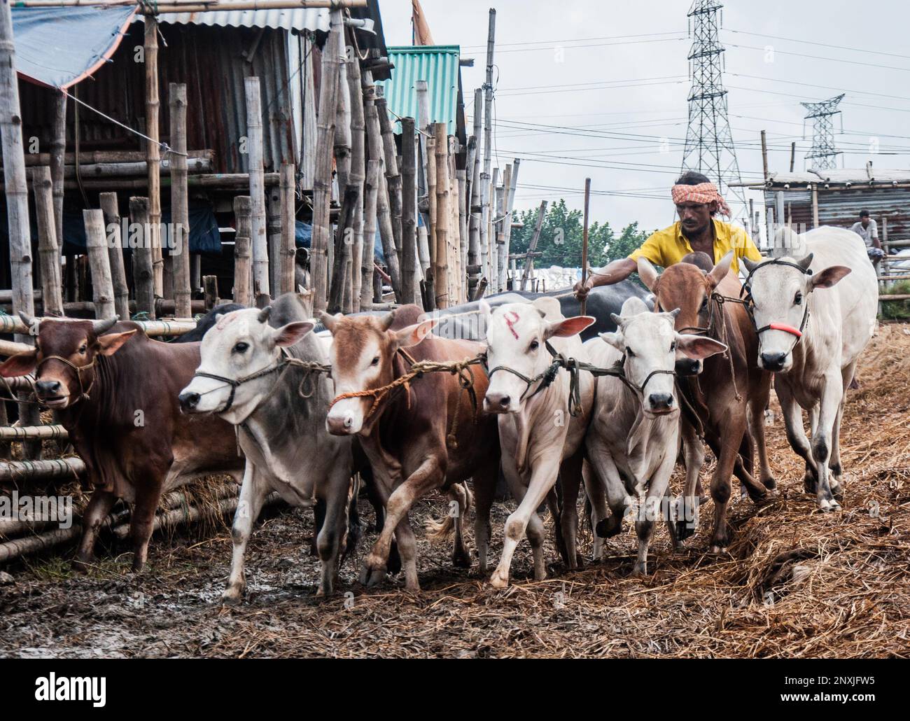 Cow market for Eid Ul Fitre muslim festival in Dhaka, Bangladesh Stock ...
