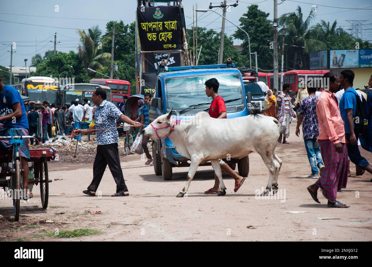 Cow market for Eid Ul Fitre muslim festival in Dhaka, Bangladesh Stock ...