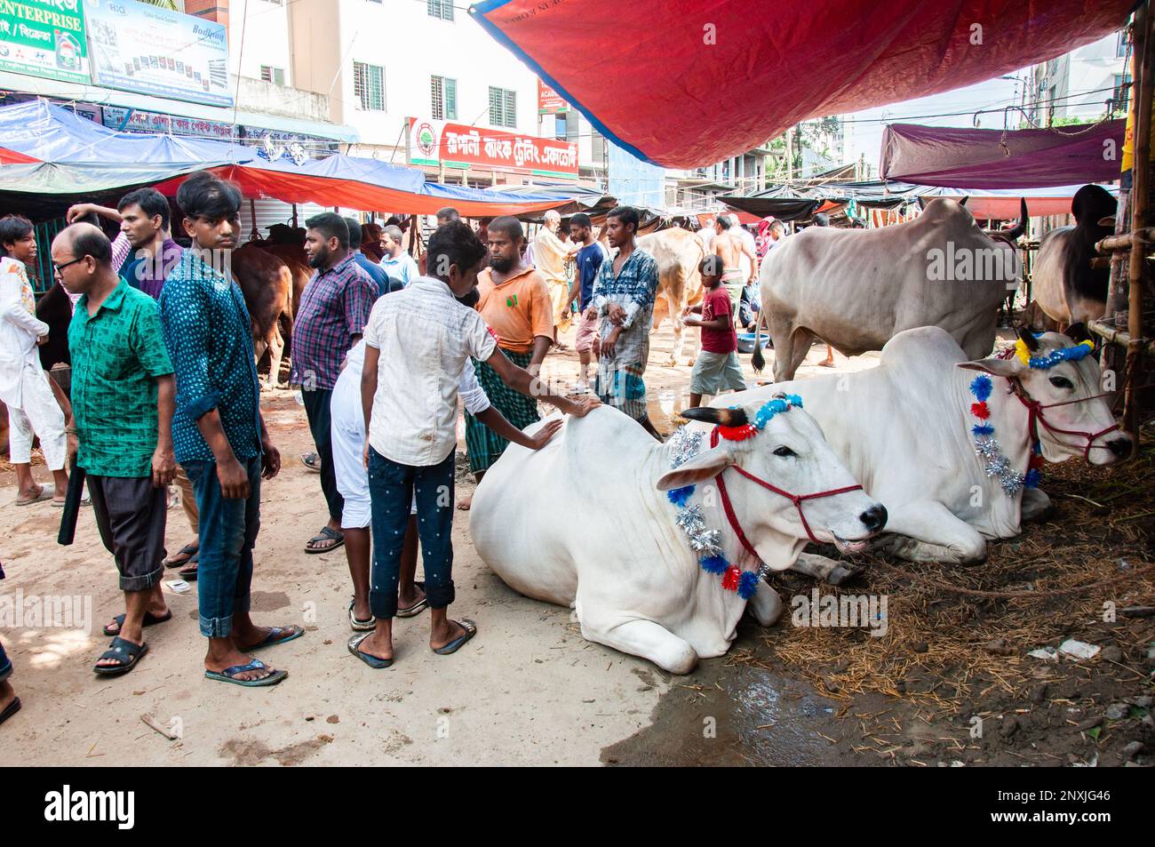 Cow market for Eid Ul Fitre muslim festival in Dhaka, Bangladesh Stock ...