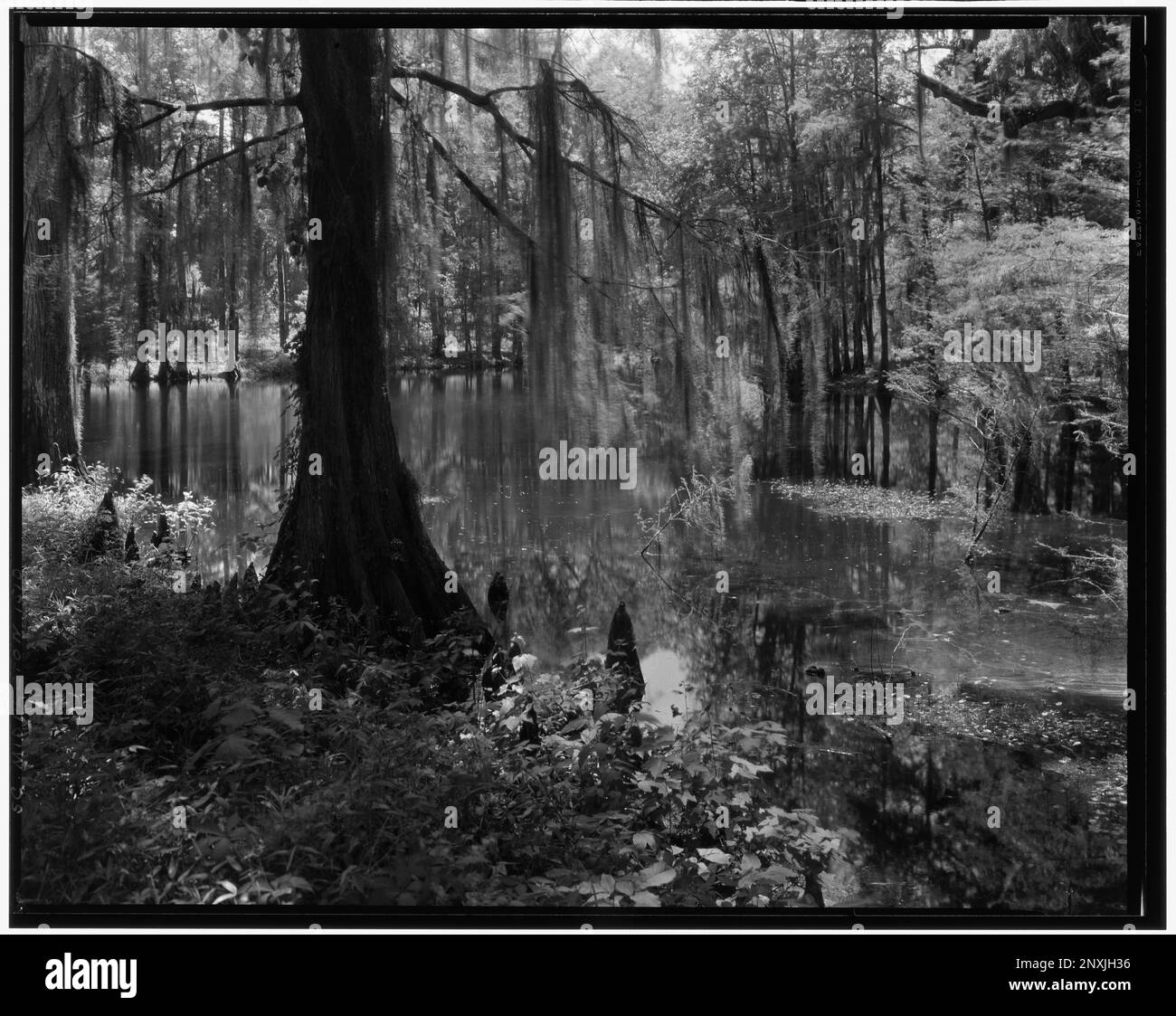 Middleton Place, Ashley River vic., Dorchester County, South Carolina ...