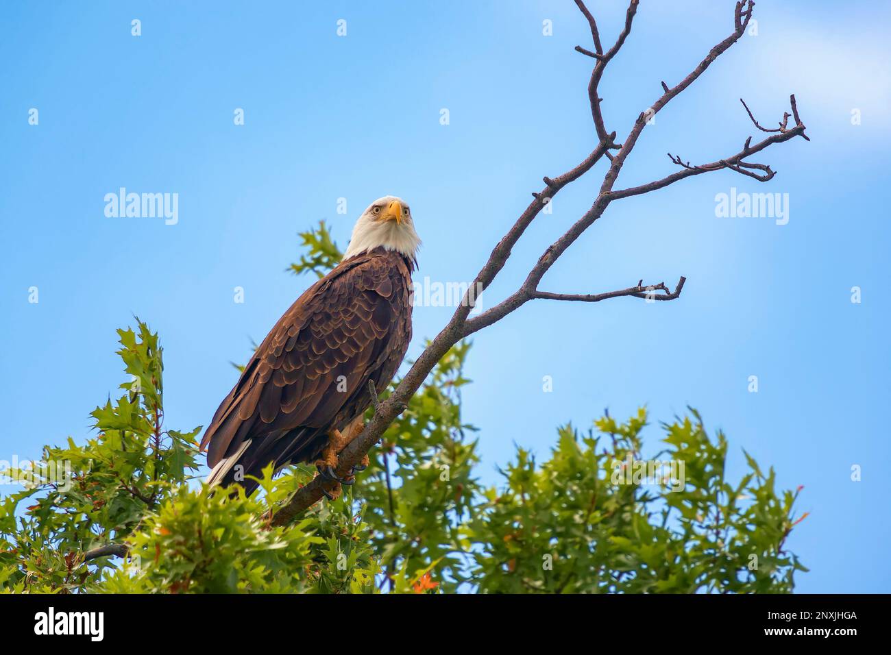 Bald Eagle (Haliaeetus leucocephalus) sitting on a tree branch in Bombay Hook National wildlife ...