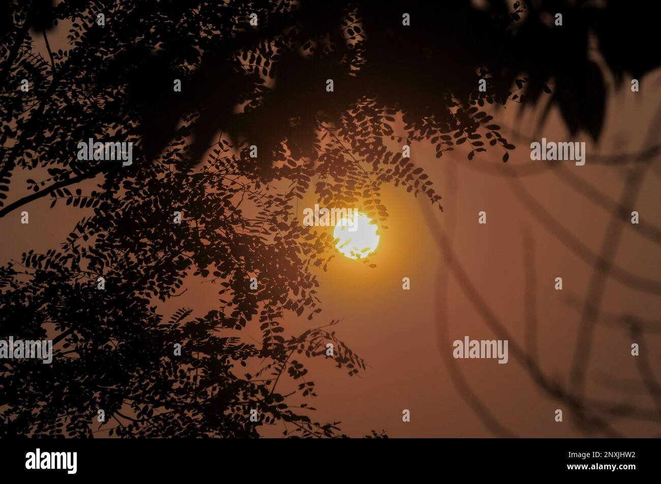 Sunset view in a forest in Dhaka, Bangladesh Stock Photo - Alamy