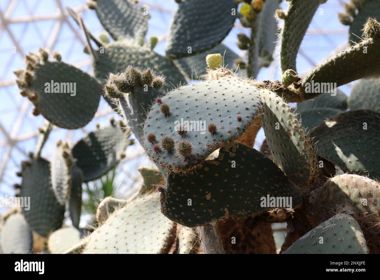 Prickly Pear Cactus Pads