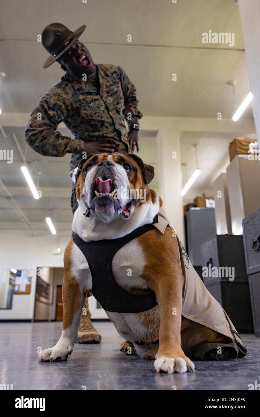 U.S. Marine Corps Cpl. Manny, the mascot of Marine Corps Recruit Depot ...