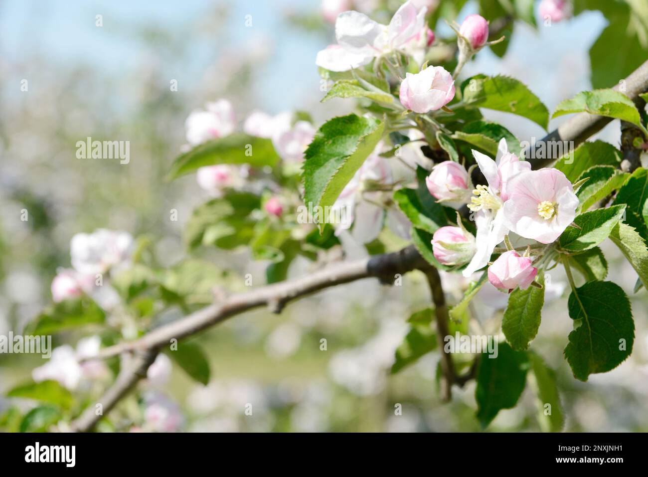 Apple flowering hi-res stock photography and images - Alamy