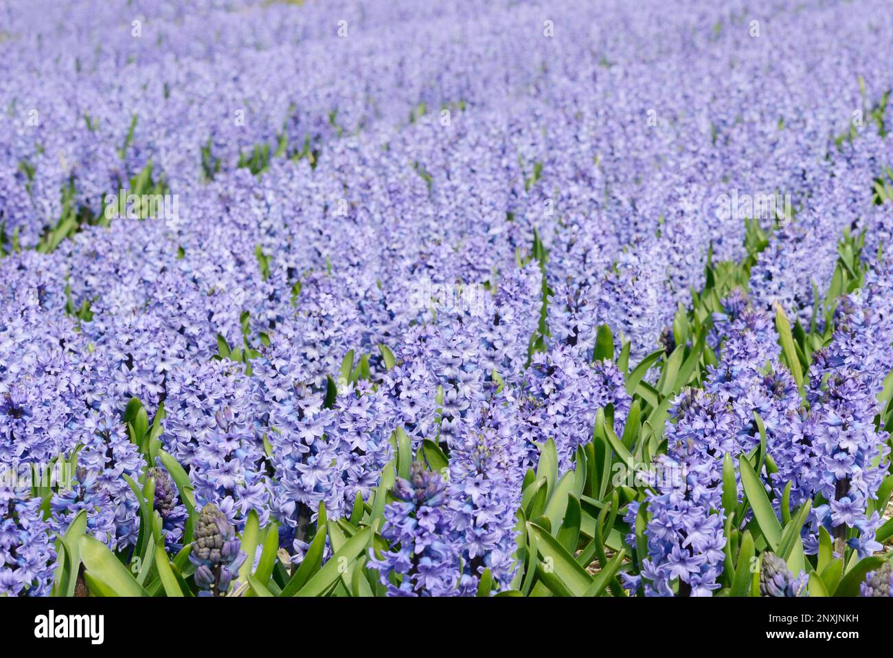blue hyacinths on hyacinth field in spring Stock Photo - Alamy