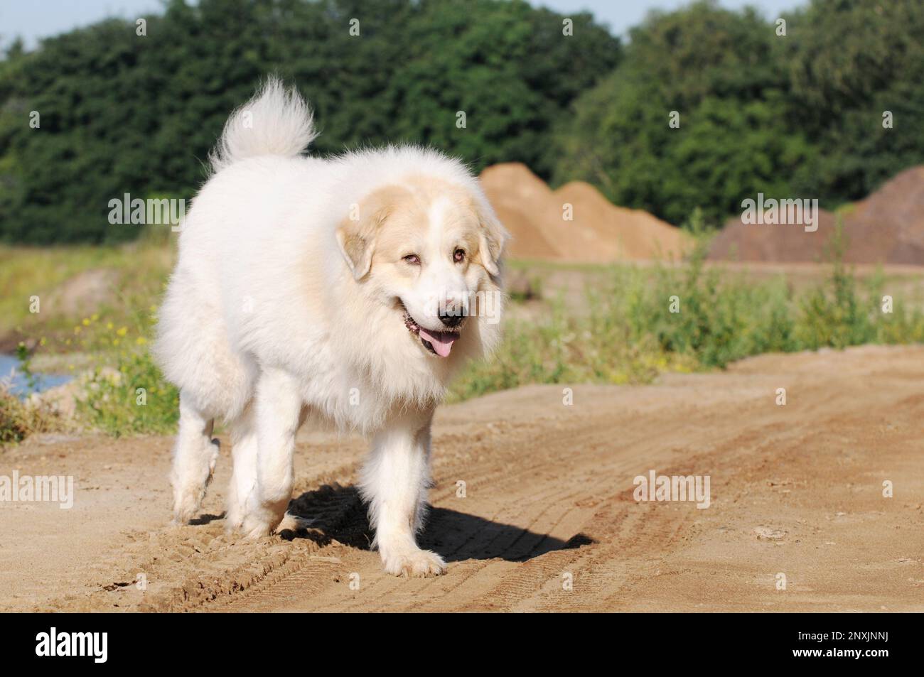 Chien des pyrenees hi-res stock photography and images - Alamy