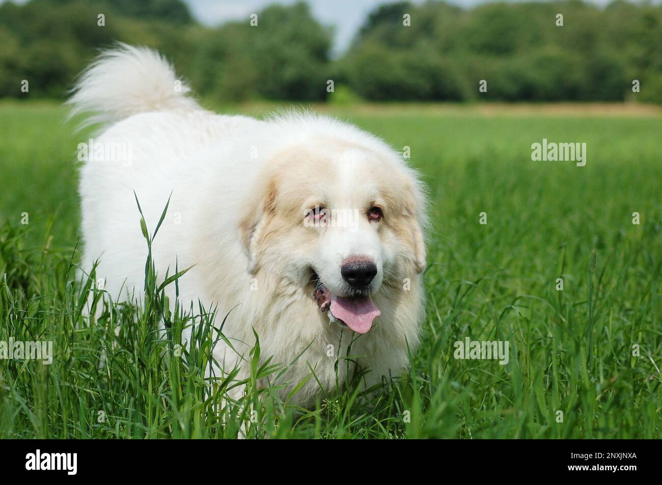Chien des pyrenees hi-res stock photography and images - Alamy