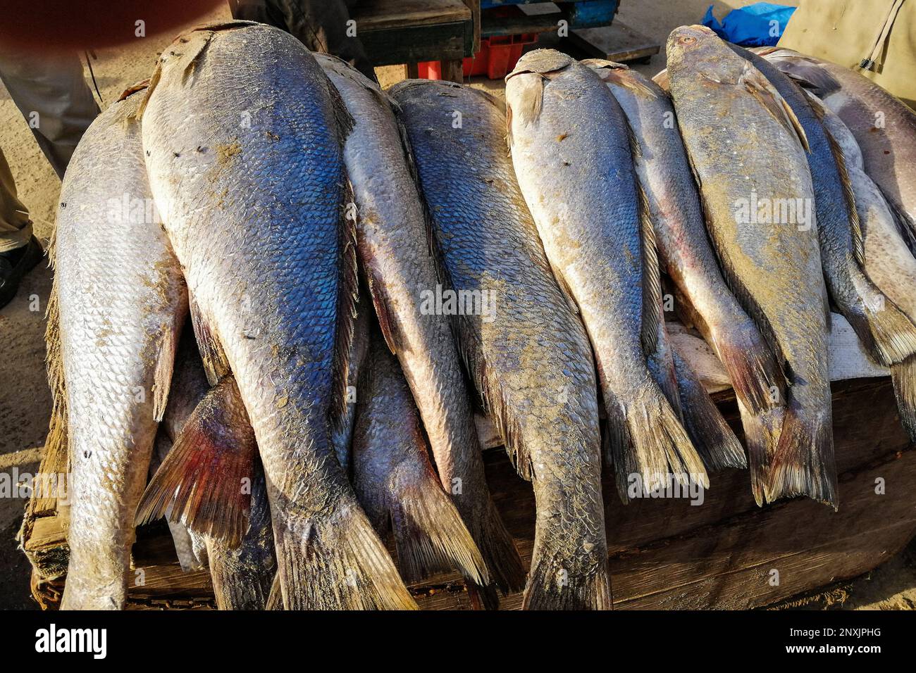 Mauritania, Nouakchott, fish market on the beach Stock Photo - Alamy