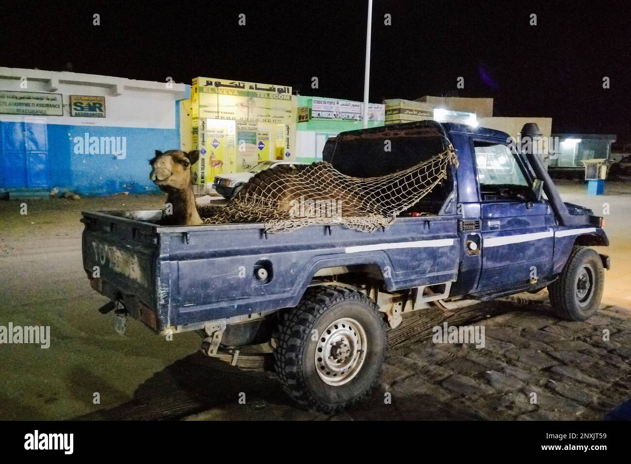 Mauritania, Atar, camel transport Stock Photo - Alamy