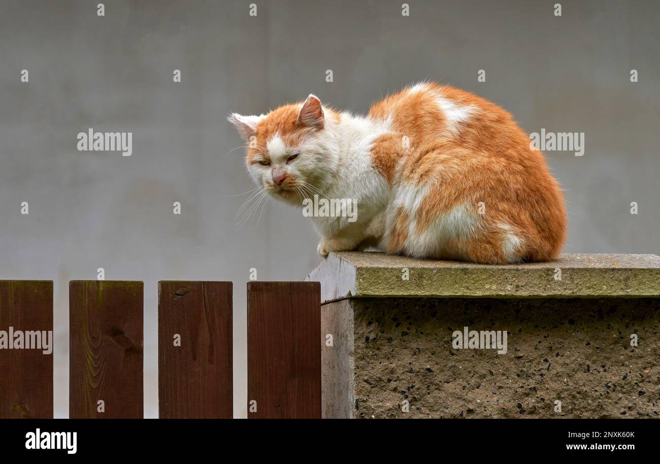 Red and white cat in Czech village Stock Photo - Alamy