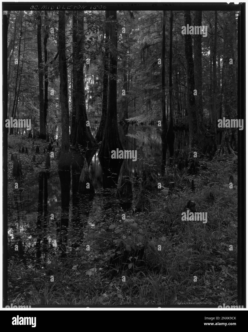 Middleton Place, Ashley River vic., Dorchester County, South Carolina ...