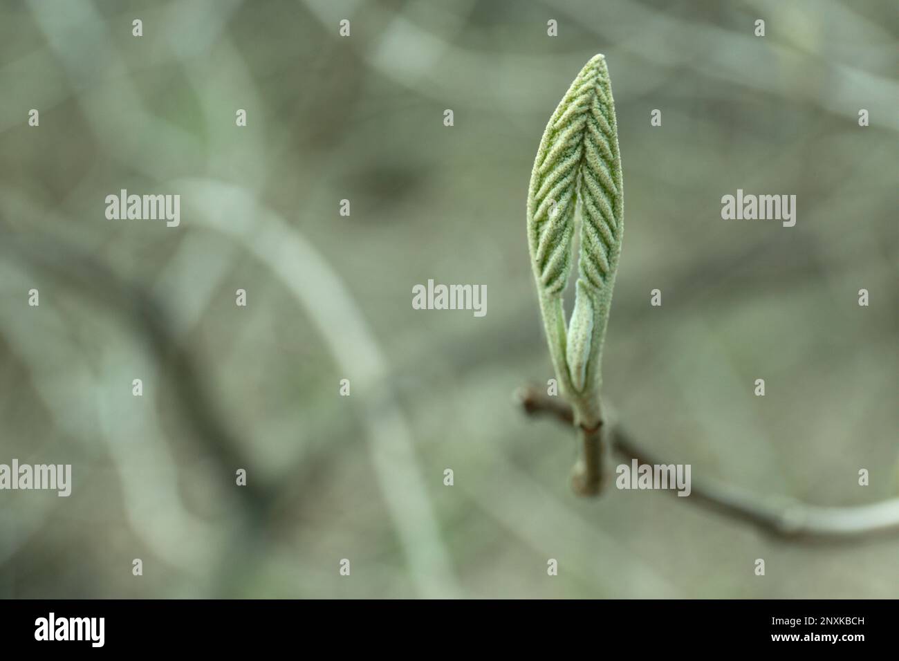 Spring branch tree leaf buds hi-res stock photography and images - Alamy