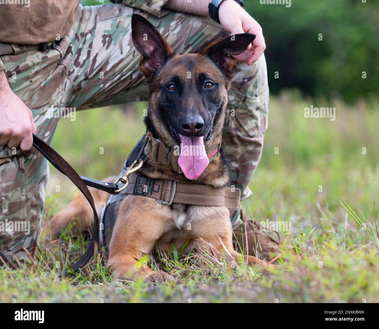 Military German Shepherd Jumping Out Of Plane