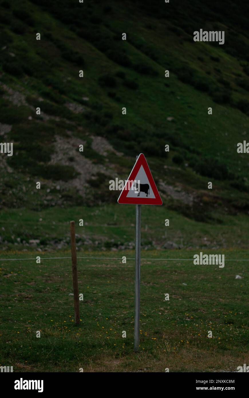 View on sign 'no cows' in Alps Stock Photo - Alamy