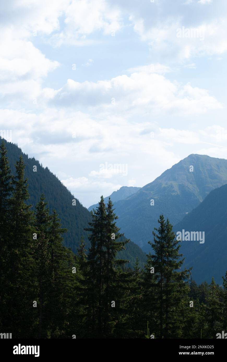 Fir trees in the alps hi-res stock photography and images - Alamy