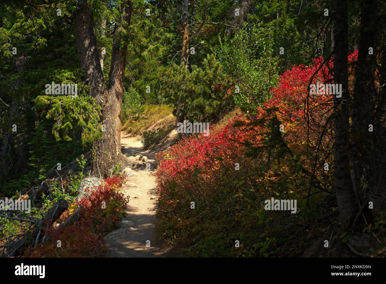 Narrow path through colorful hi-res stock photography and images - Alamy