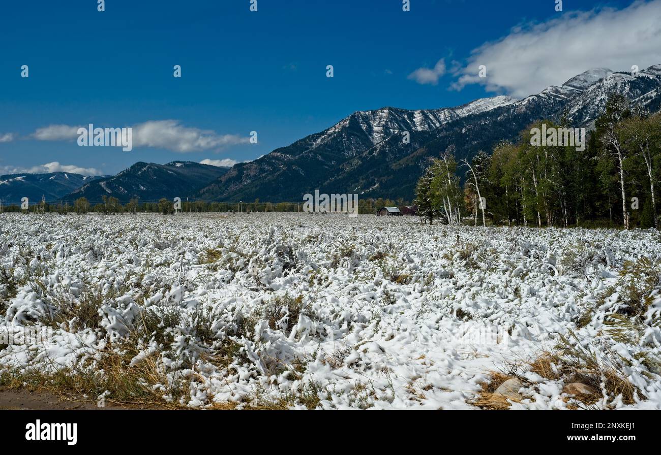 An overnight September snowfall covers the sagebrush in Jackson Hole at ...