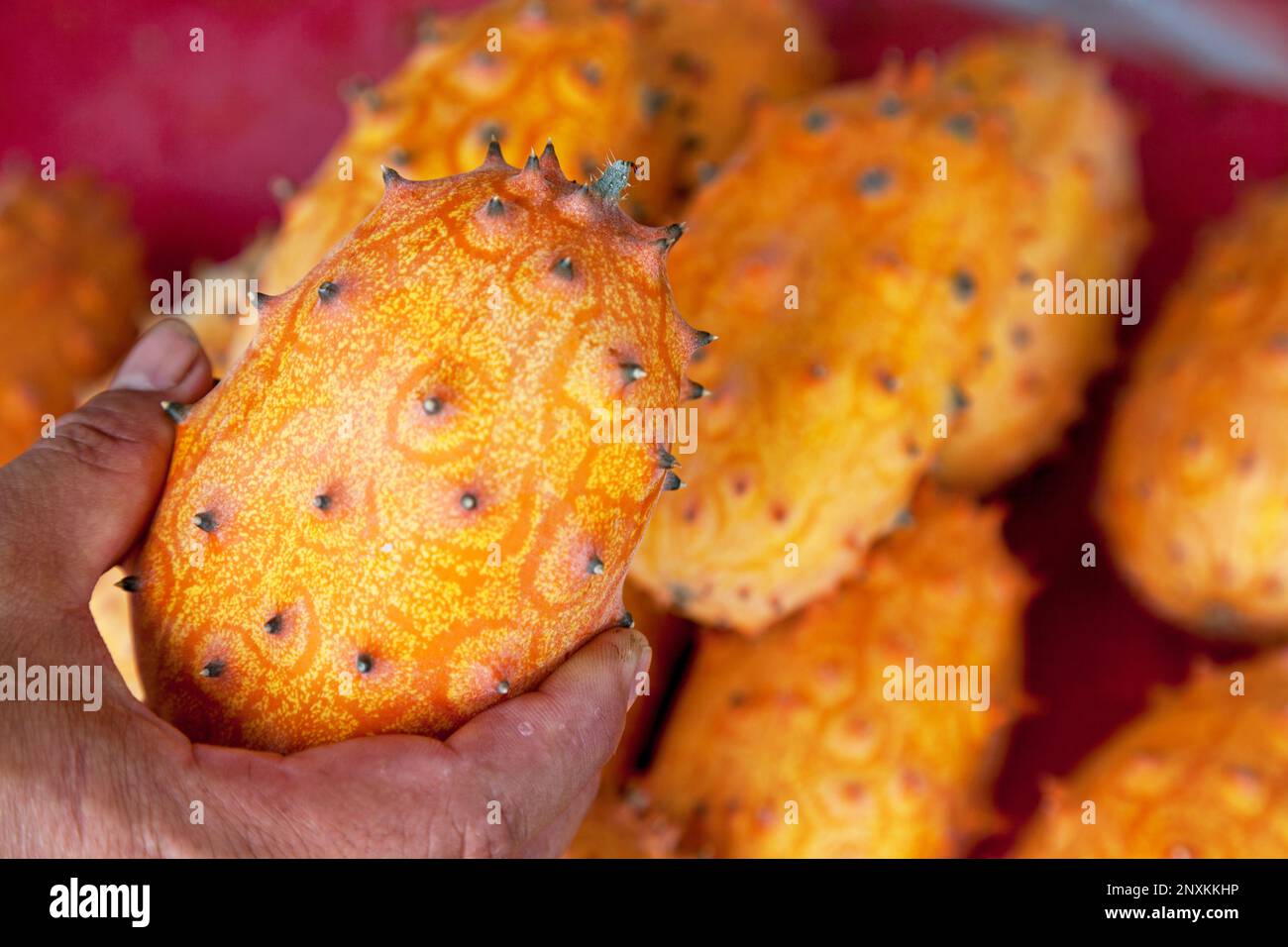 African horned hi-res stock photography and images - Alamy