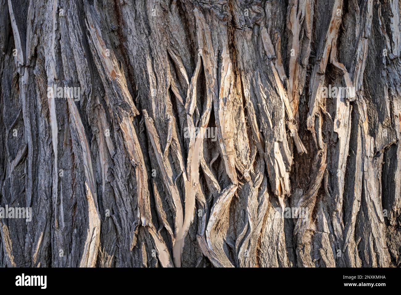texture of an old poplar tree trunk with vertical bark patterns Stock ...
