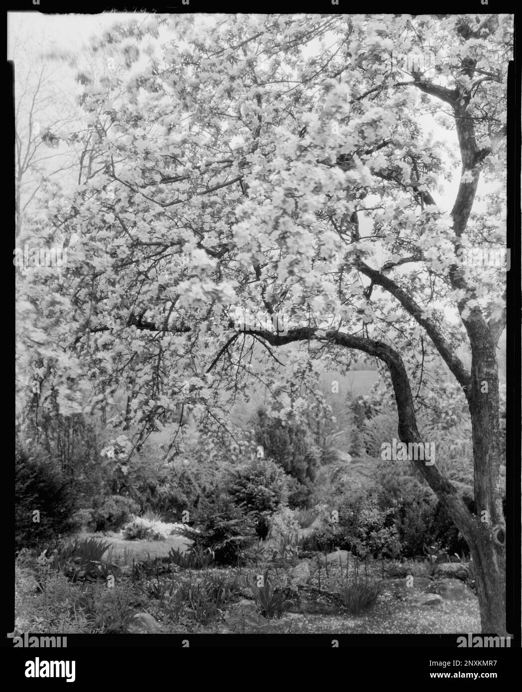 Scalesby, Boyce vic., Fauquier County, Virginia. Carnegie Survey of the ...