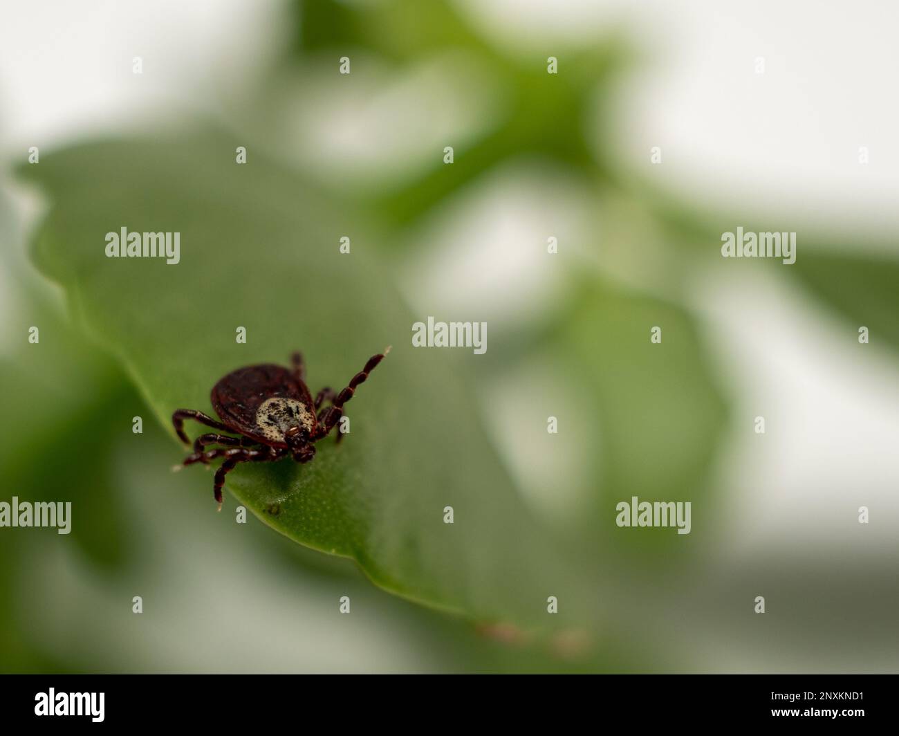 Infectious parasitic insect Dermacentor Dog Tick Arachnid on a green ...