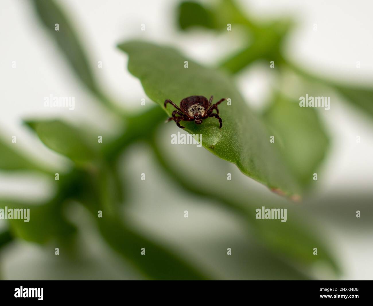 Infectious parasitic insect Dermacentor Dog Tick Arachnid on a green ...