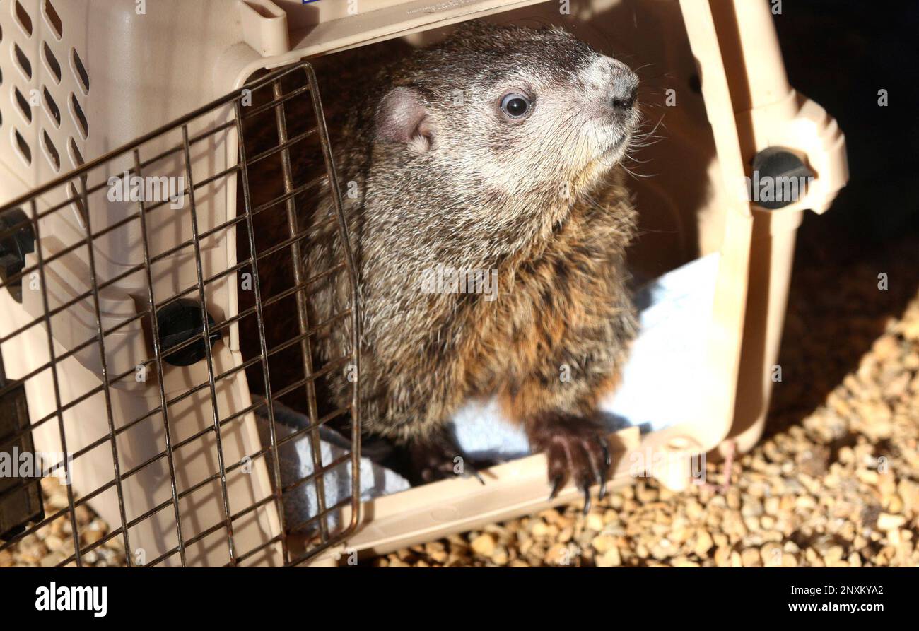 Harley the groundhog pokes her head into the sunshine outside her ...