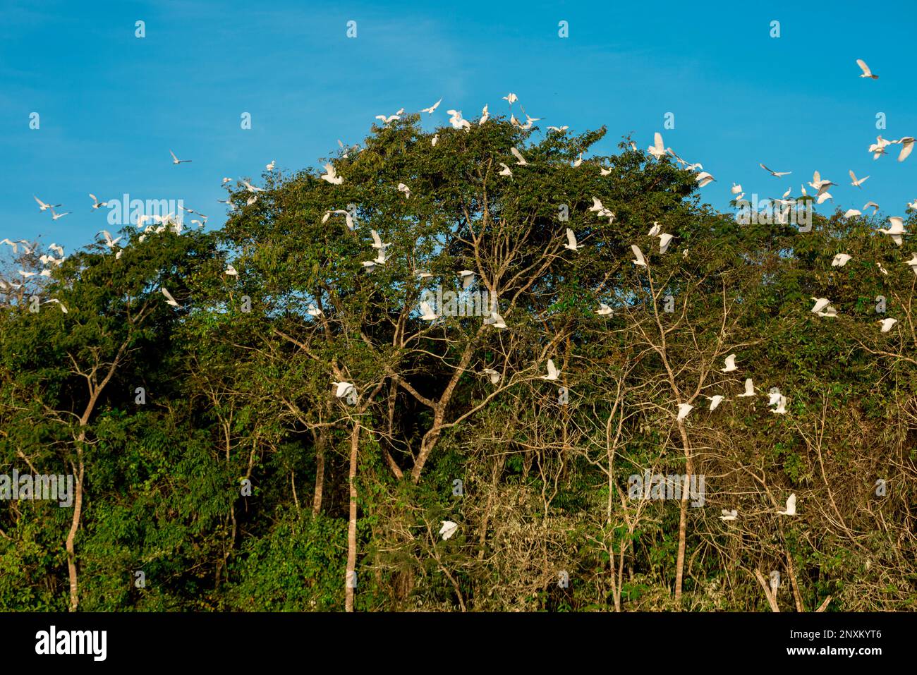 India jungle nest hi-res stock photography and images - Alamy