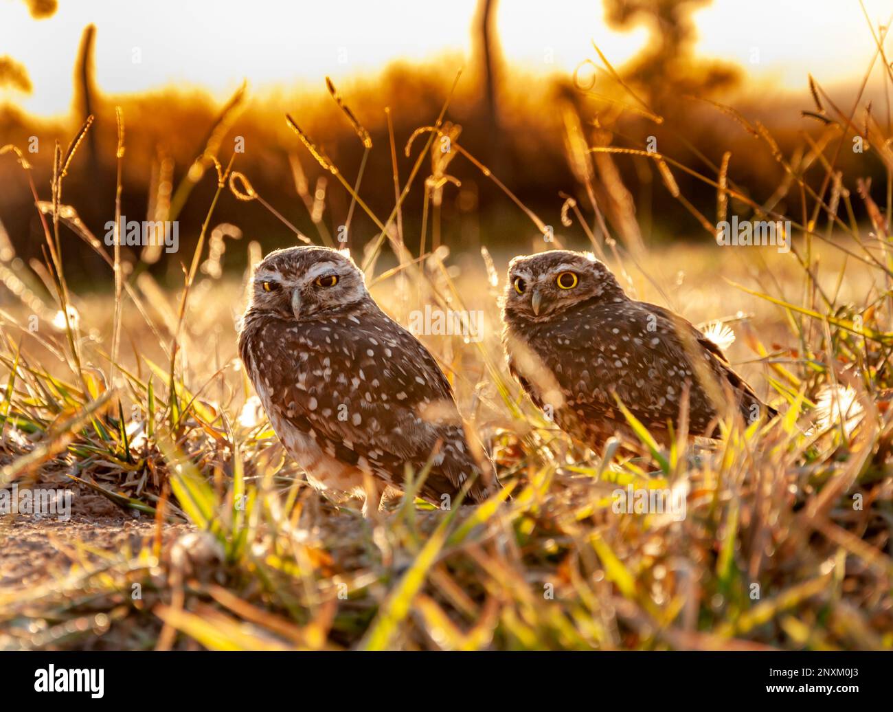 couple of burrowing owls at sunset in backlight Stock Photo - Alamy
