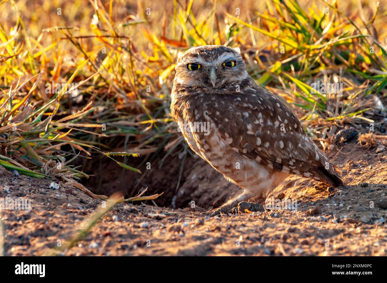 burrowing owl in front of own hole ( coruja buraqueira Stock Photo - Alamy
