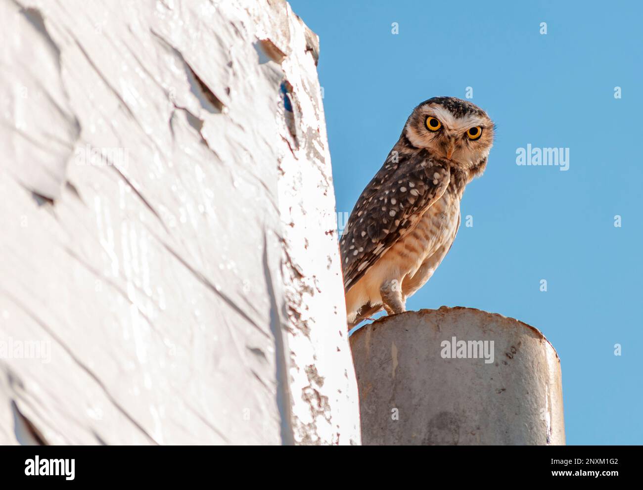 burrowing owl looking at camera, white space for text Stock Photo - Alamy