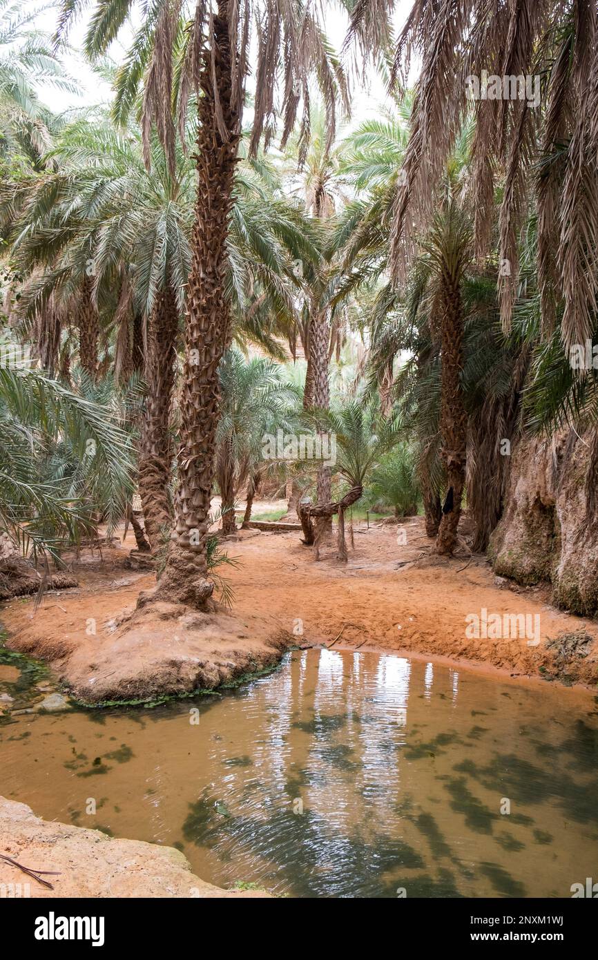 Mauritania, oasis of Tergit, oasis of Terjit Stock Photo - Alamy