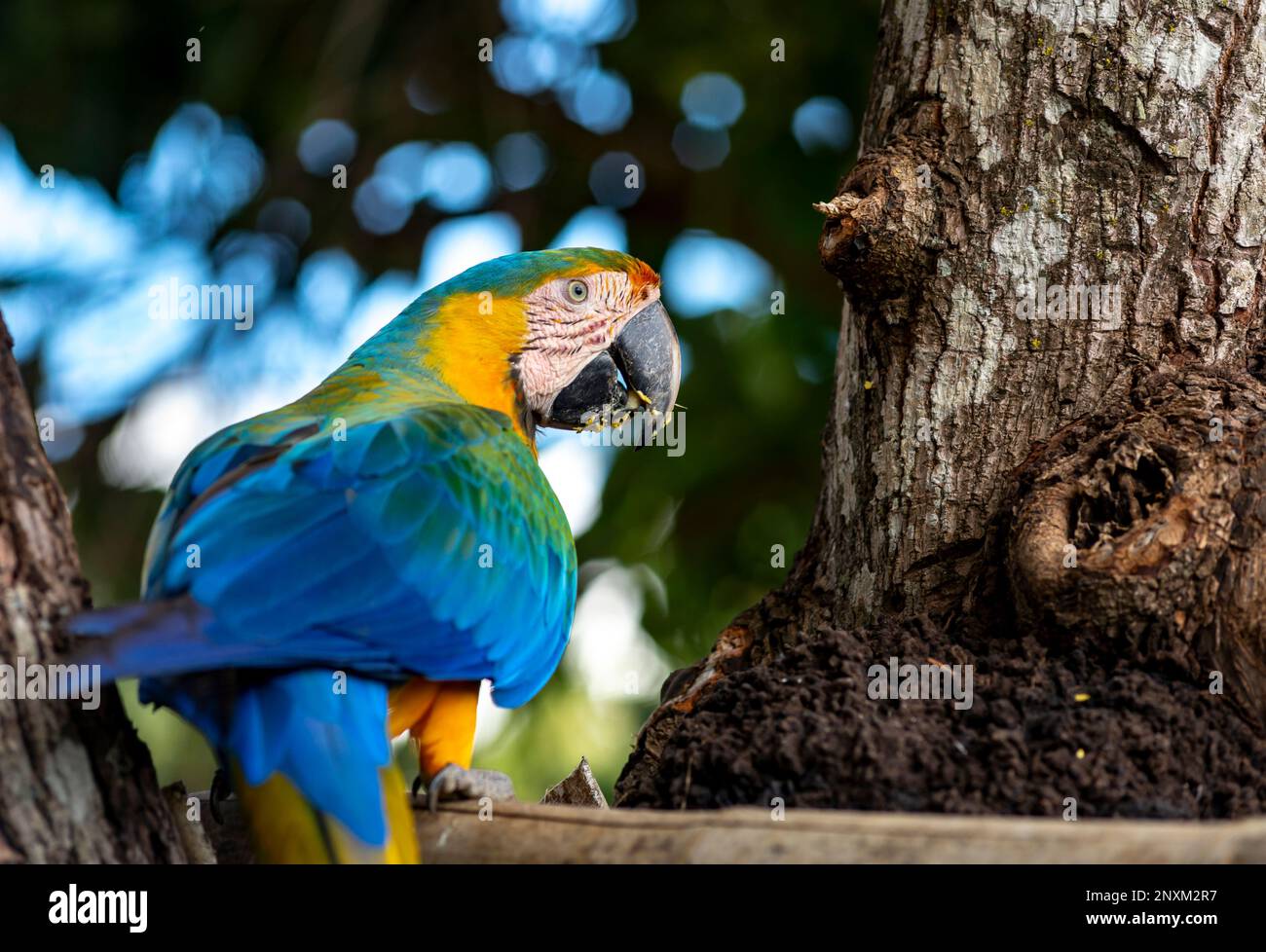 blue and yellow Macaw parrot ( Ara ararauna ) arara-canindé Stock Photo ...