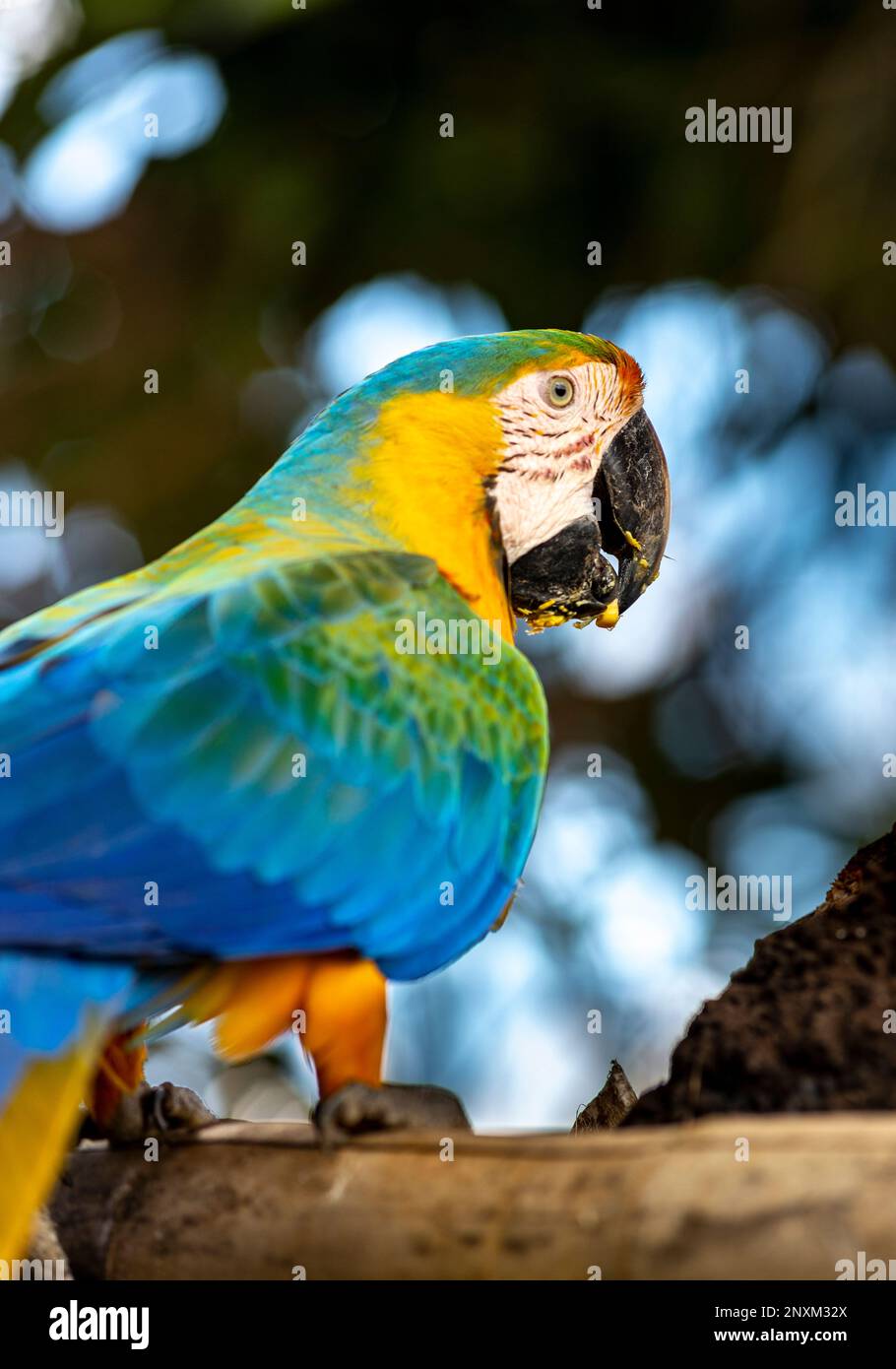 blue and yellow Macaw parrot ( Ara ararauna ) arara-canindé Stock Photo ...