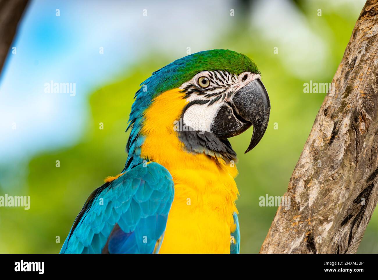 blue and yellow Macaw parrot ( Ara ararauna ) arara-canindé Stock Photo ...