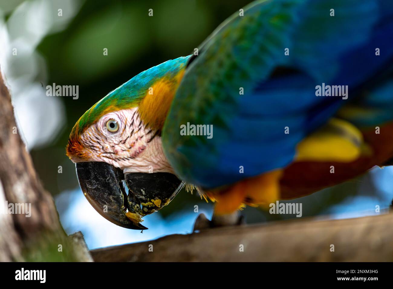 blue and yellow Macaw parrot ( Ara ararauna ) arara-canindé Stock Photo ...